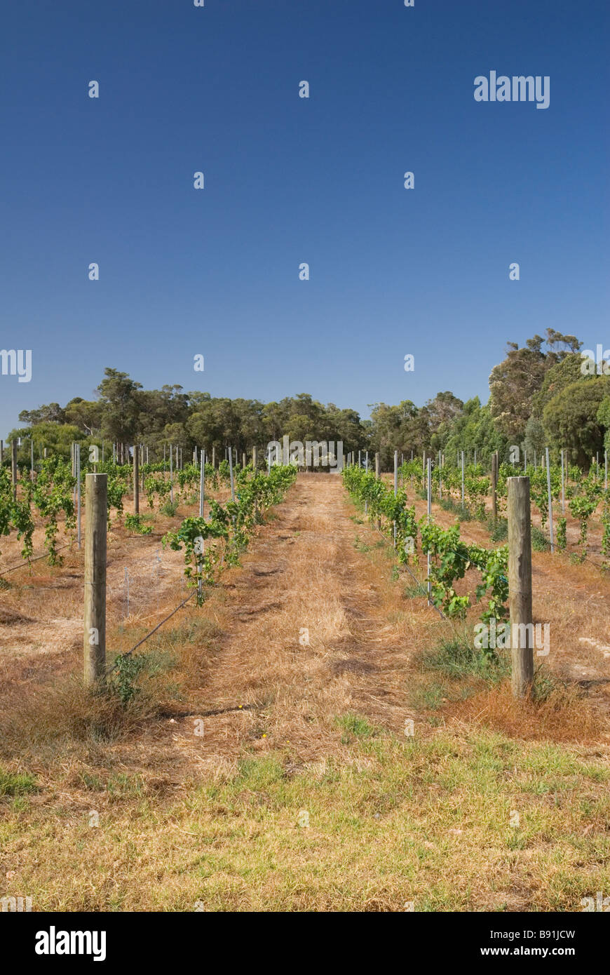 Young grapevines in the Margaret River Region, Western Australia Stock ...