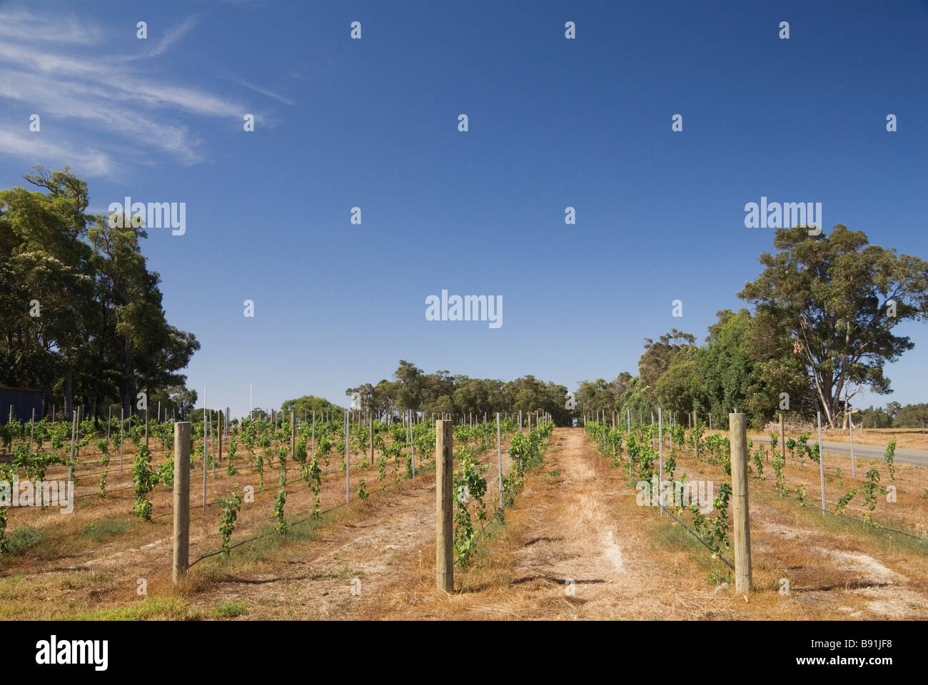 Australia young grapevines rows hi-res stock photography and images - Alamy