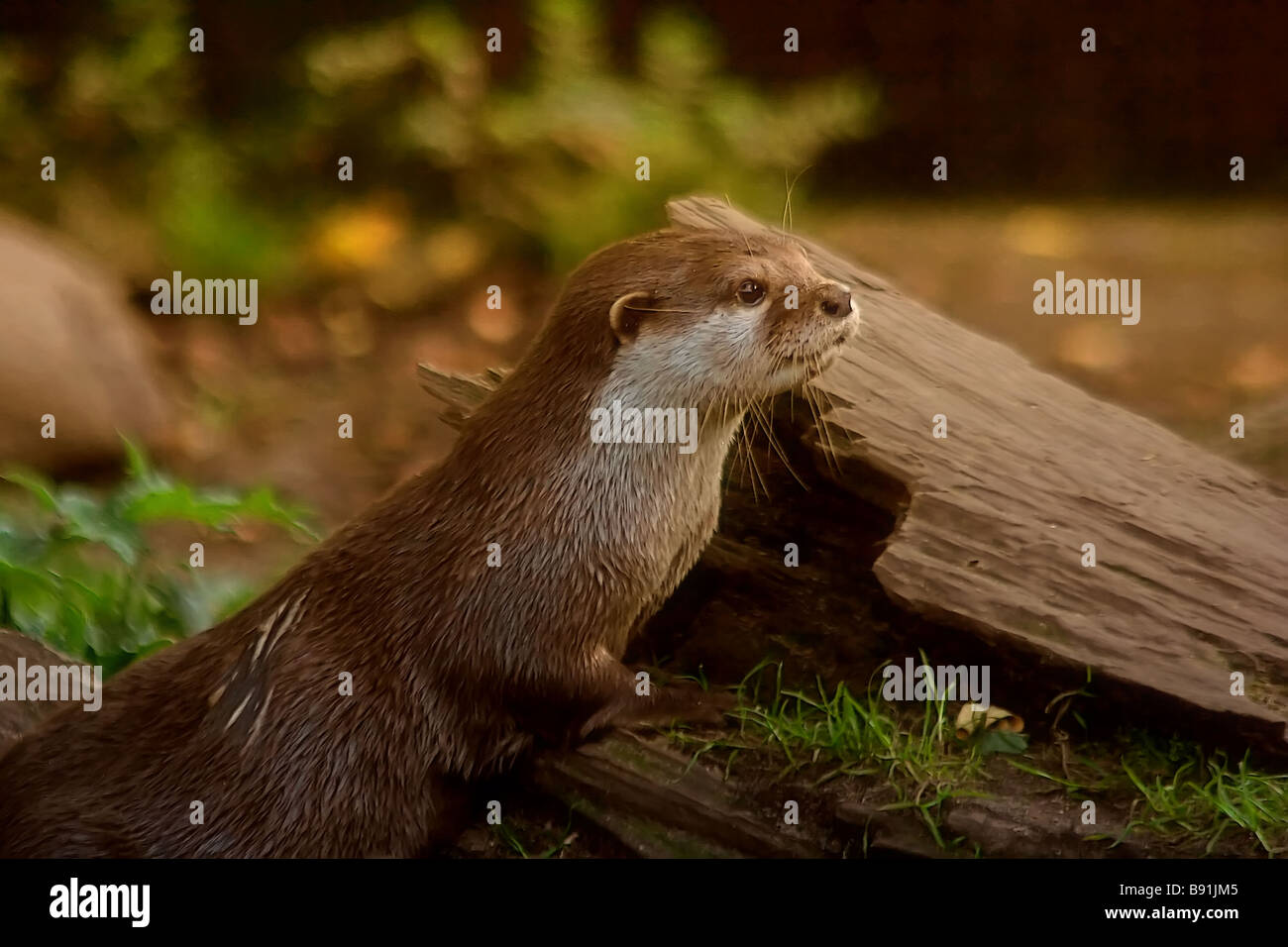 little Otter in the nature Stock Photo - Alamy