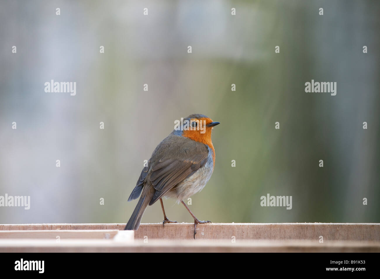 Robin on bird table hi-res stock photography and images - Alamy