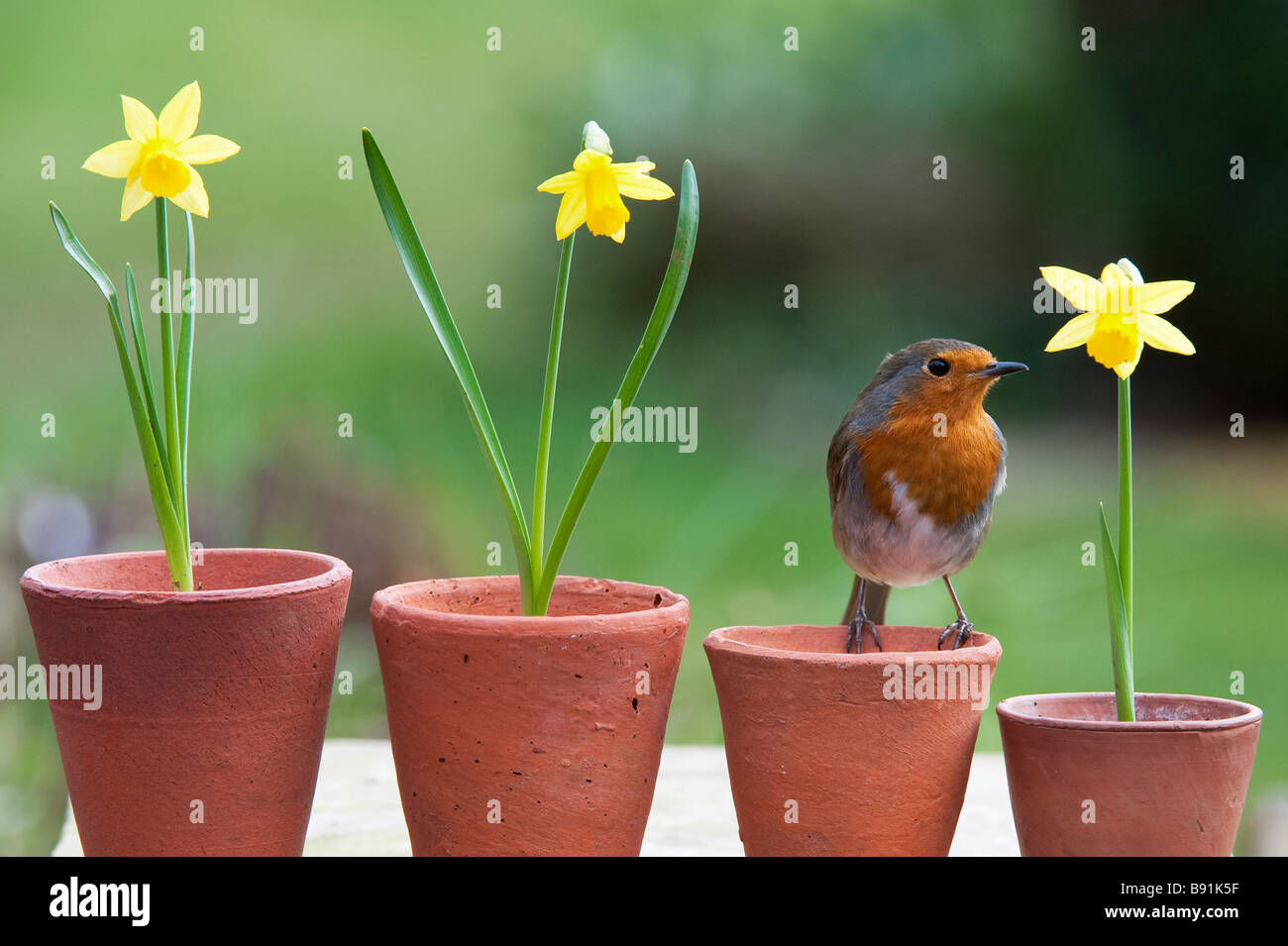 Robin in flowers hi-res stock photography and images - Alamy