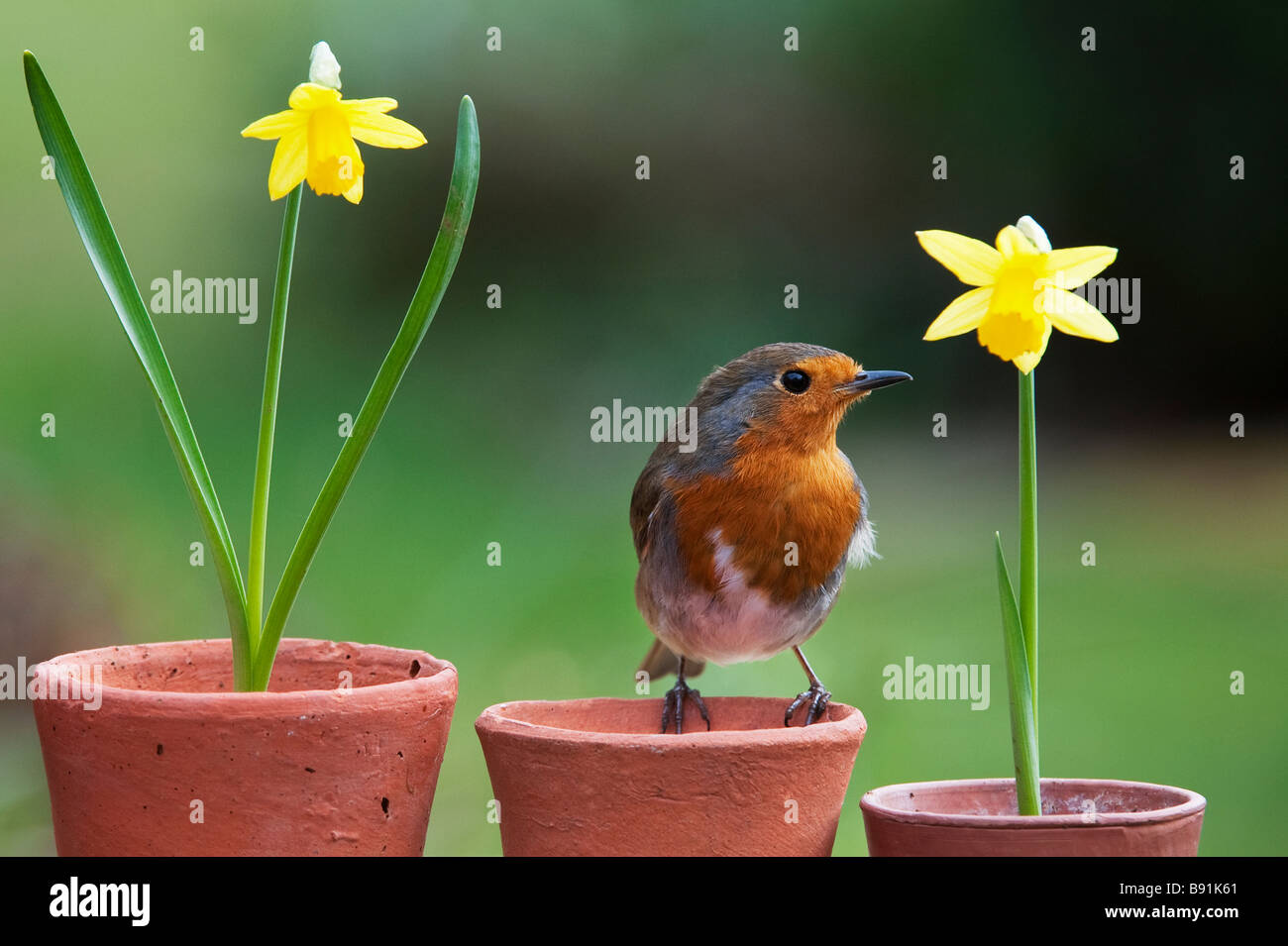 Erithacus rubecula. Robin perched on a row of small flowerpots with ...
