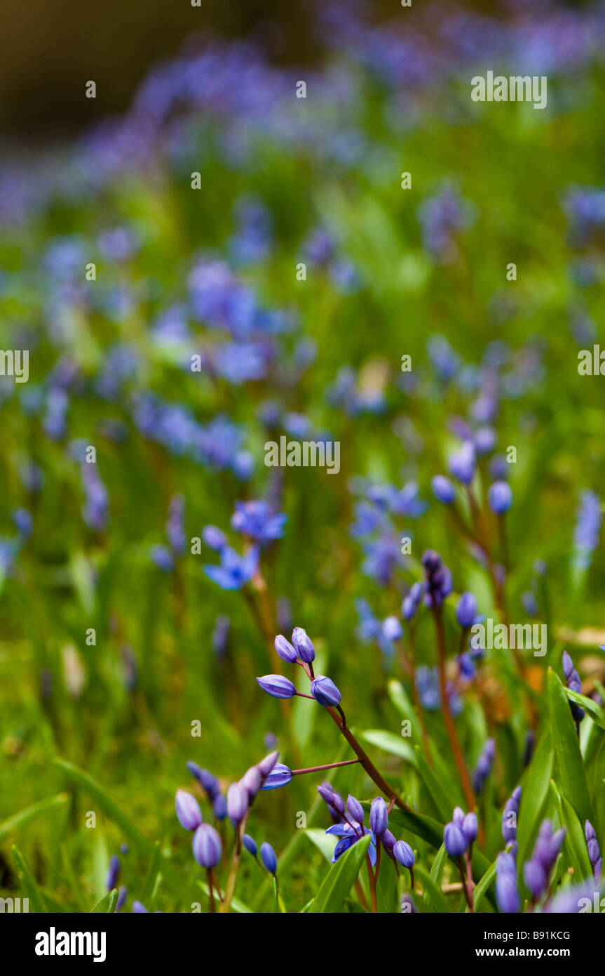 Scilla bifolia, alpine squill, in flower Stock Photo - Alamy