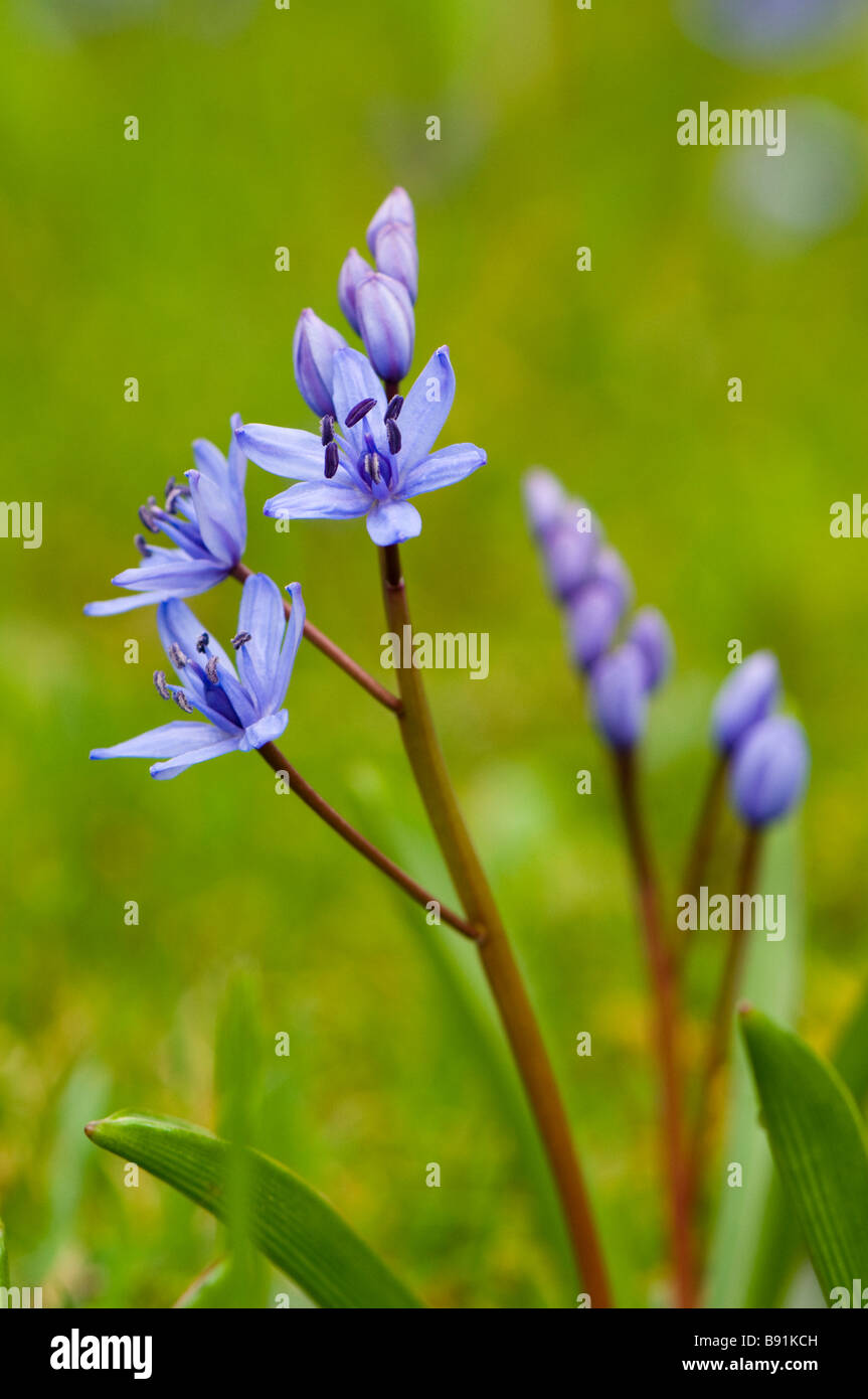 Scilla bifolia alpine squill in flower Stock Photo - Alamy