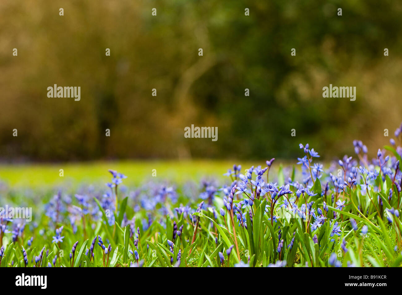Scilla bifolia, alpine squill, in flower Stock Photo - Alamy