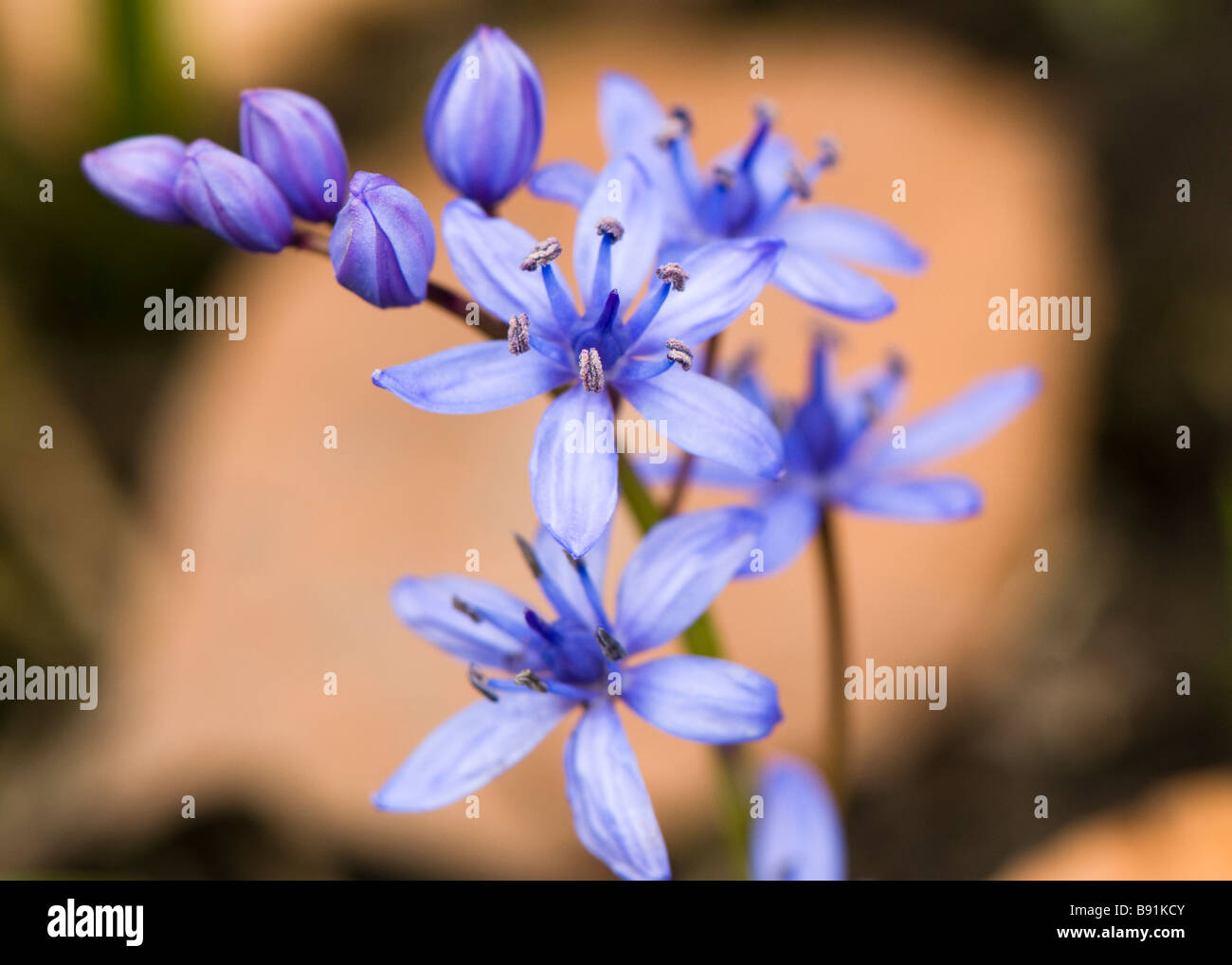 Scilla bifolia, alpine squill, in flower Stock Photo - Alamy