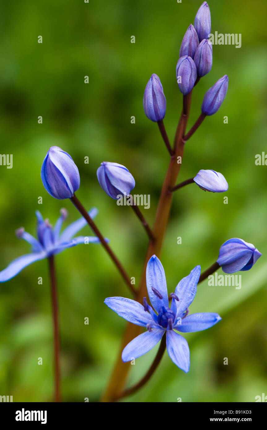 Scilla bifolia, alpine squill, in flower Stock Photo - Alamy