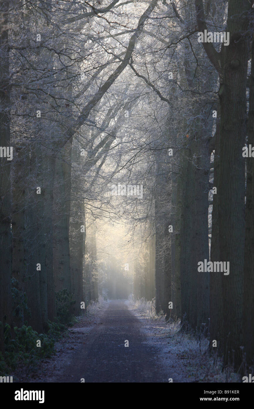 Wood path nature hi-res stock photography and images - Alamy