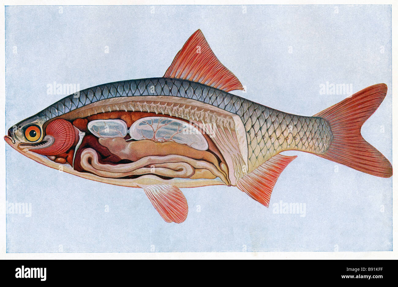 19th century illustration of Intestines of The Common Rudd (Scardinius ...