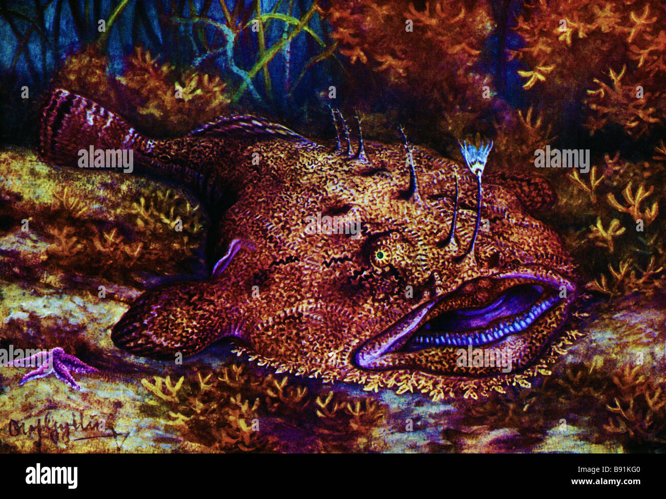 Lophius piscatorius; angler fishing-frog frog-fish or sea-devil, 19th ...
