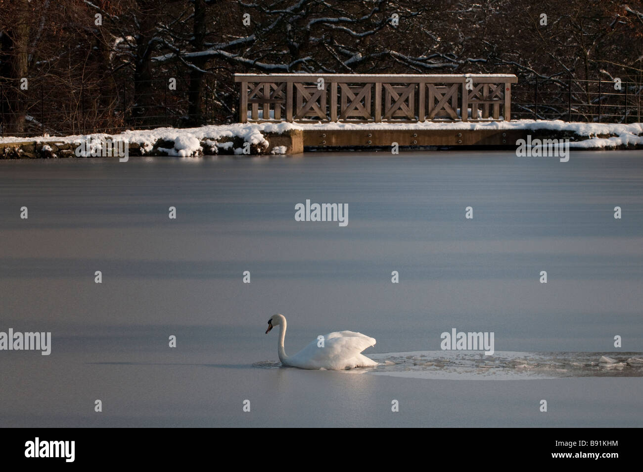 Frozen swan hi-res stock photography and images - Alamy
