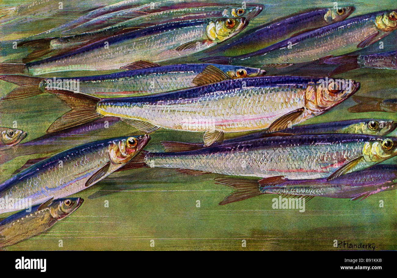 Herring illustration hi-res stock photography and images - Alamy