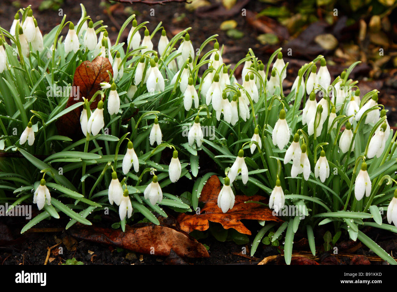Snowdrops blooming Galanthus gracilis Stock Photo - Alamy Snowdrops blooming Galanthus gracilis Stock Photo - Alamy