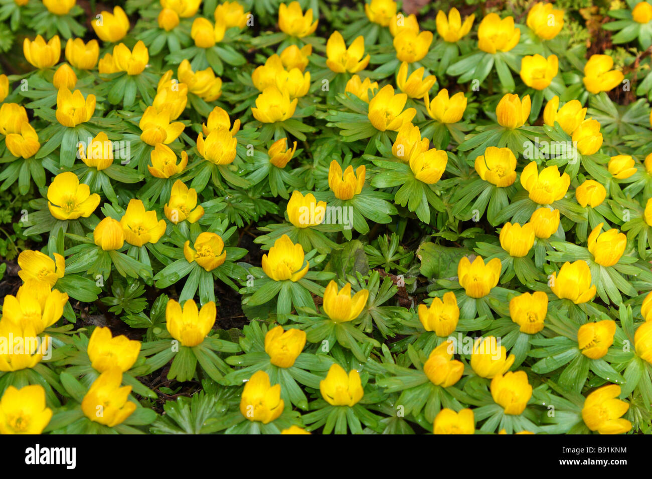 Winter aconites blooming Erantis hyemalis Stock Photo - Alamy