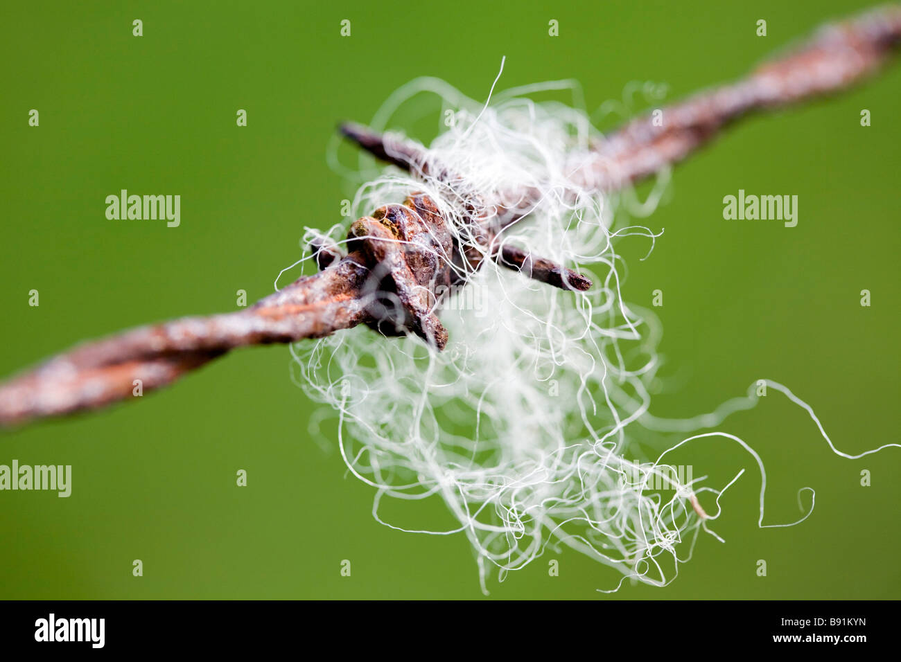 Rusty barbed wire with fibres of snagged sheeps wool, England UK Stock ...