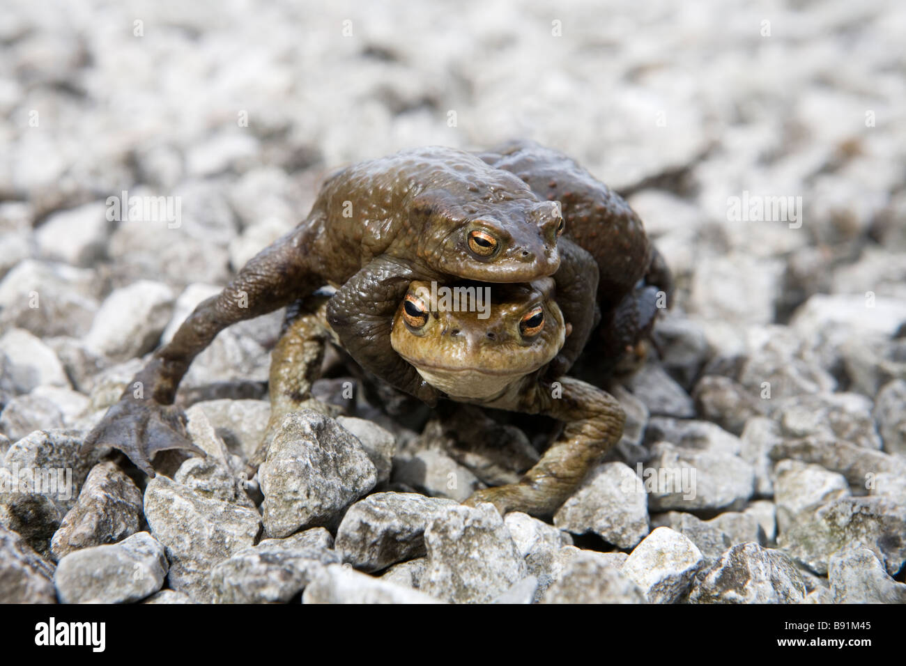 Common toads mating in Garden Cumbria, England. UK Stock Photo - Alamy