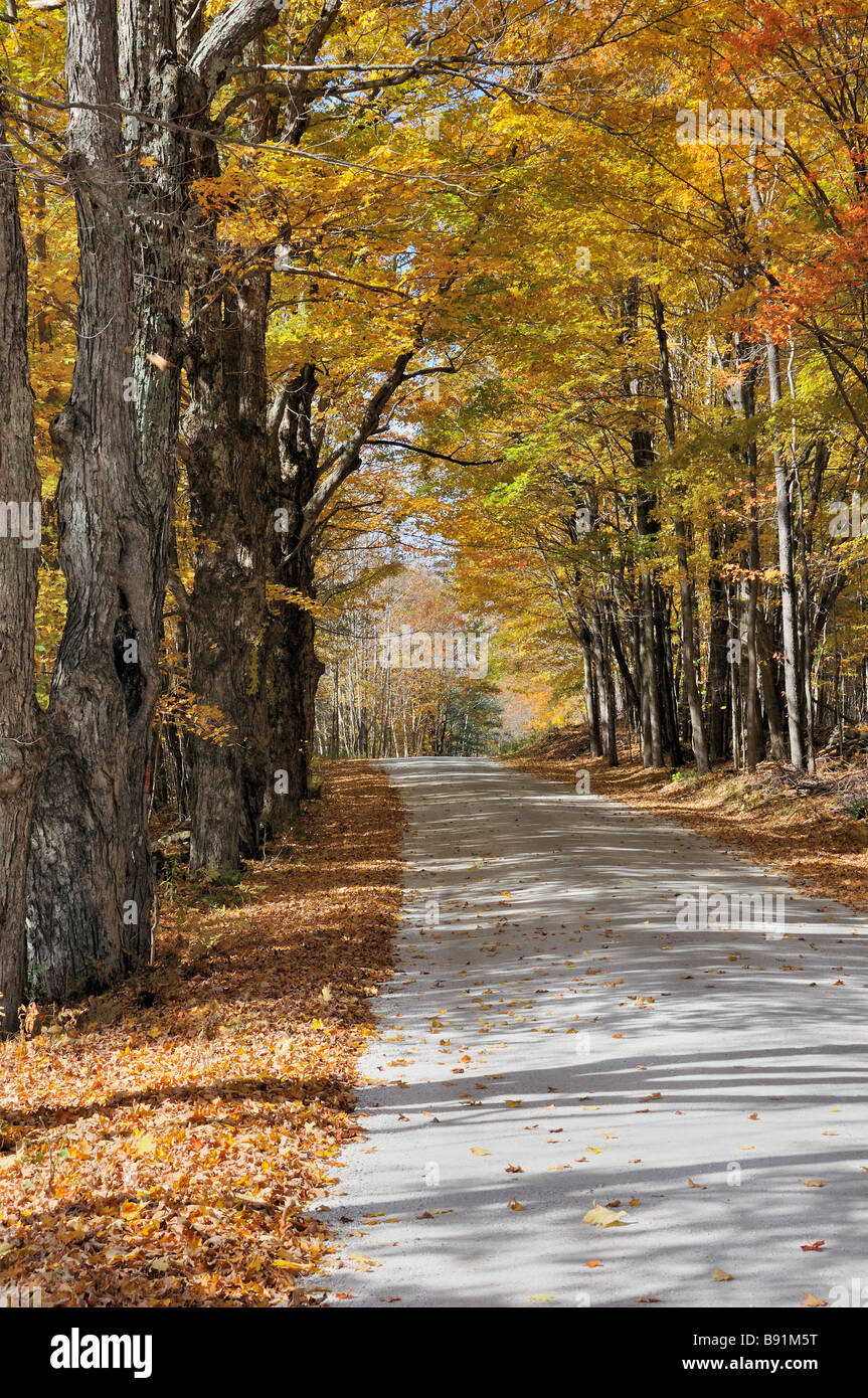 Canopy road hi-res stock photography and images - Alamy