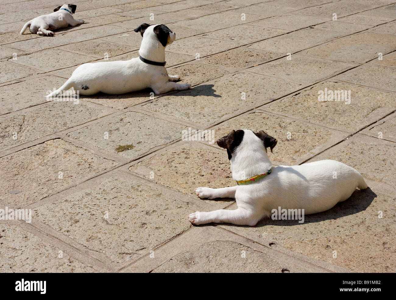 three terriers laying on the street in a row Stock Photo - Alamy