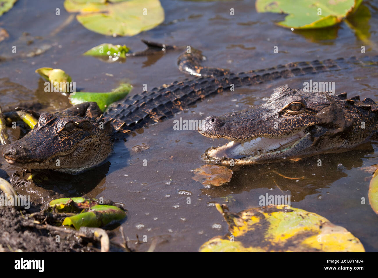 Two young american alligators one challenging the other Stock Photo - Alamy