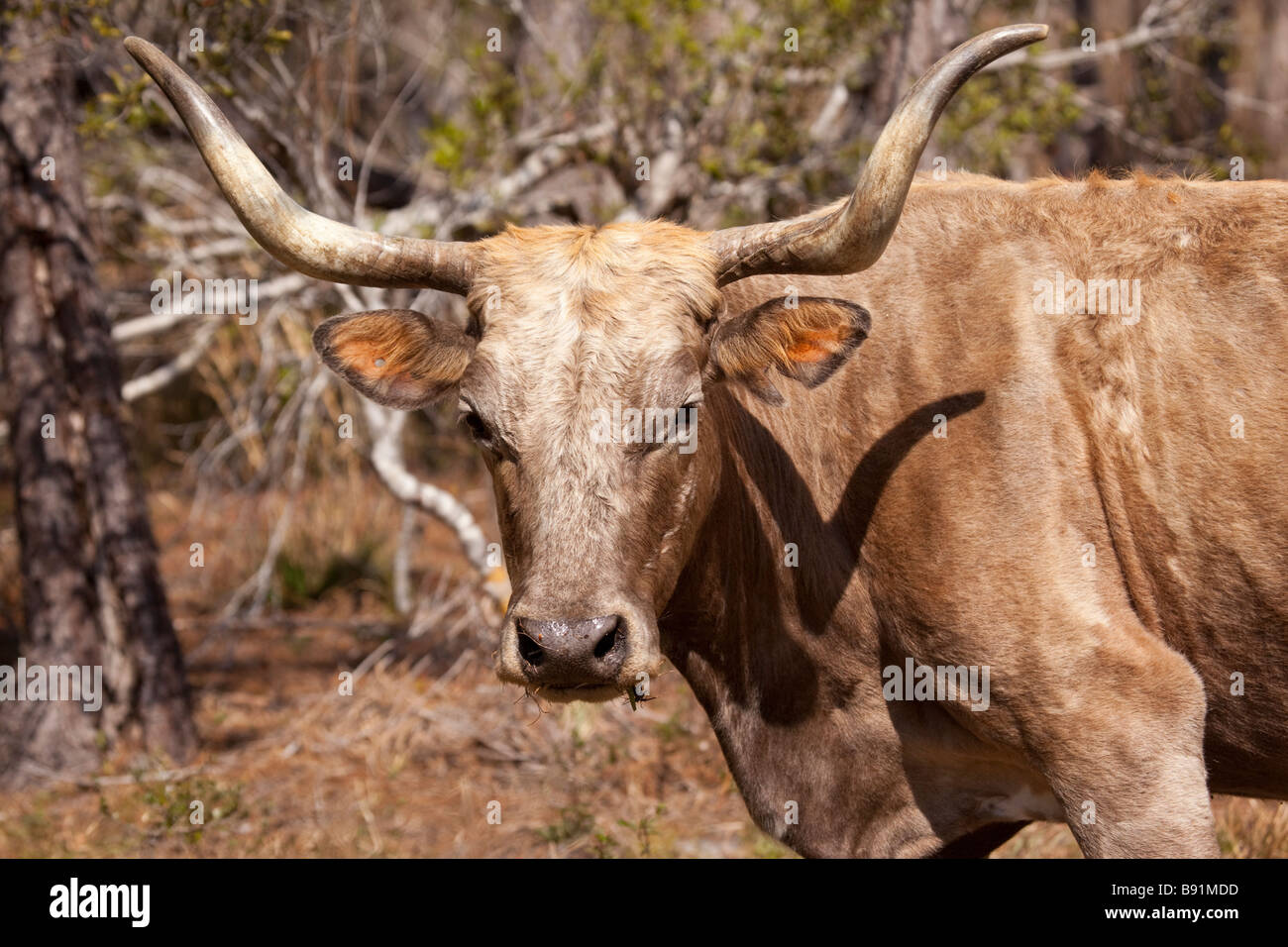 Steer Head Stock Photos & Steer Head Stock Images - Alamy