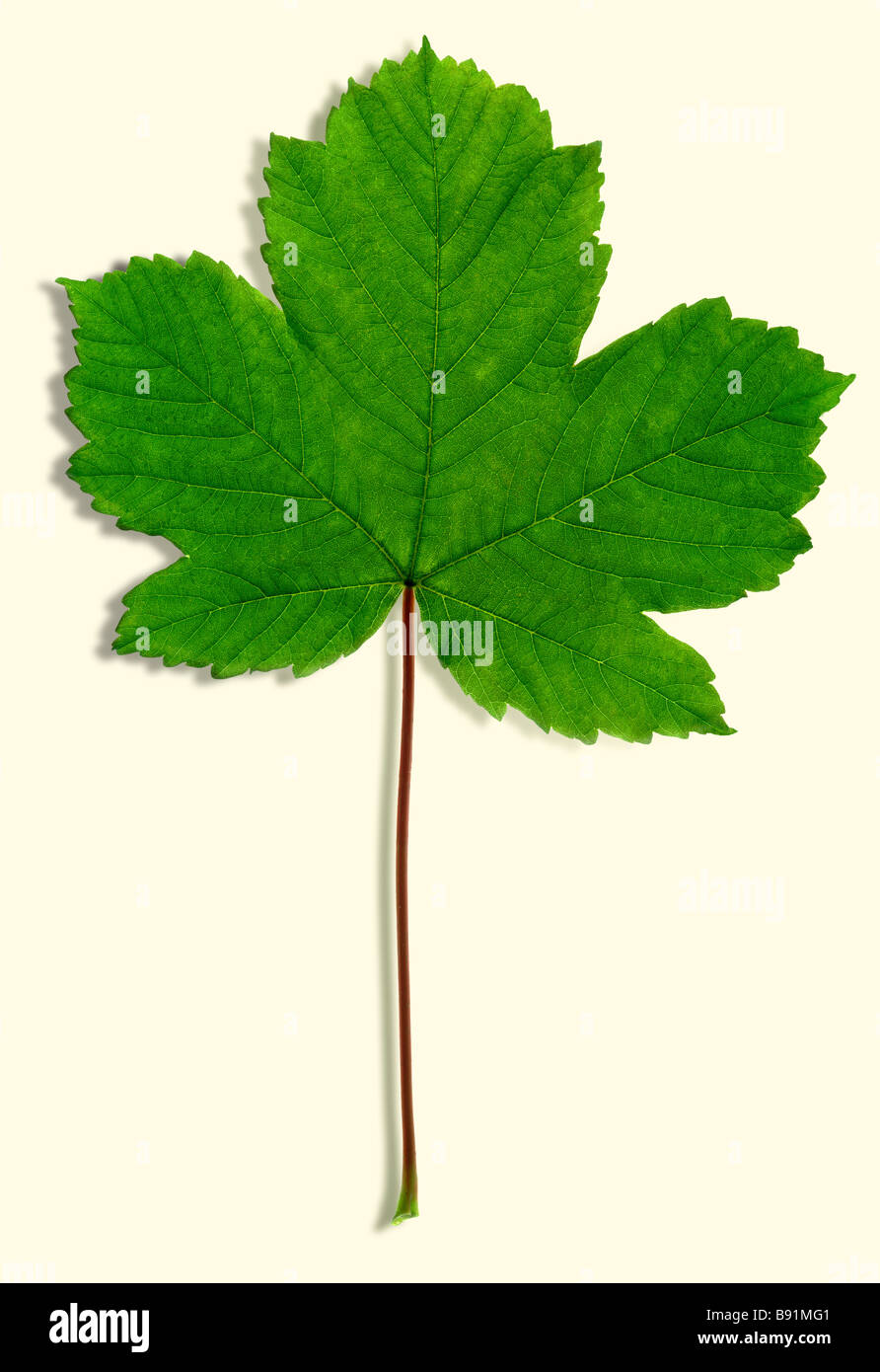 Variegated sycamore maple hi-res stock photography and images - Alamy
