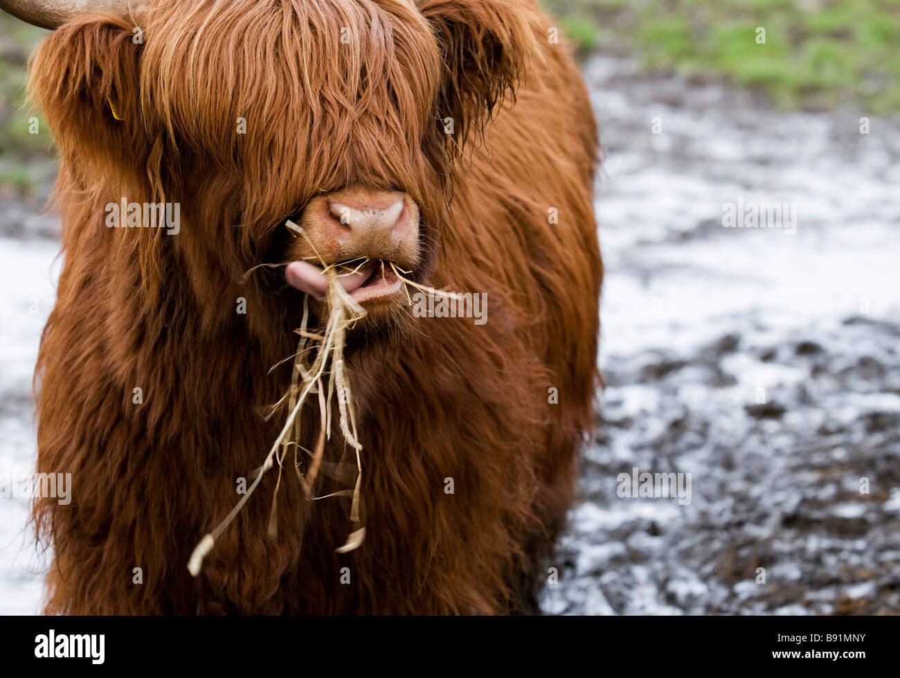 Hay stick hi-res stock photography and images - Alamy