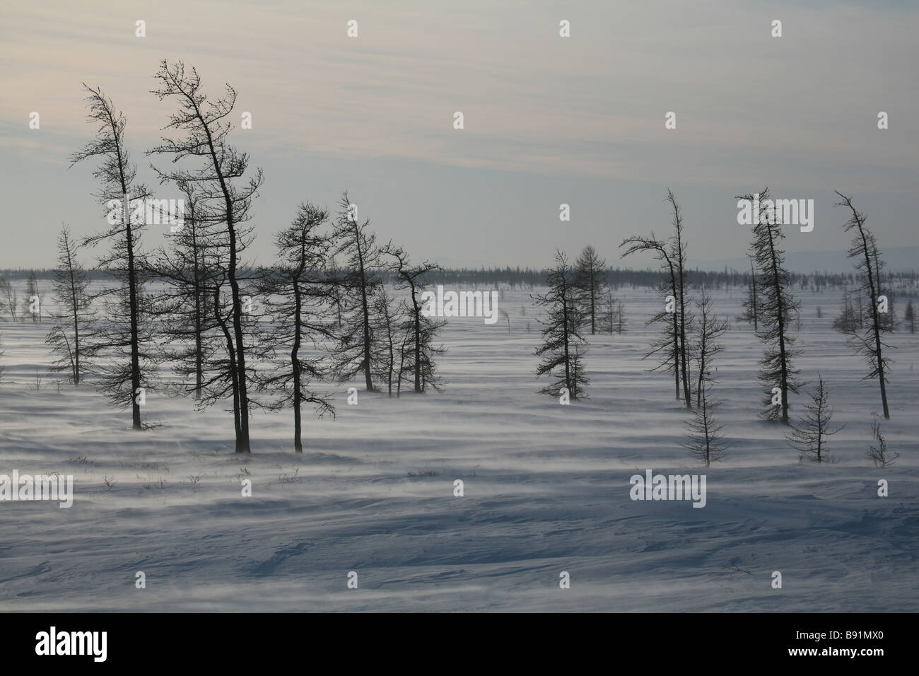 Russia. Yamal Region. Winter Stock Photo - Alamy
