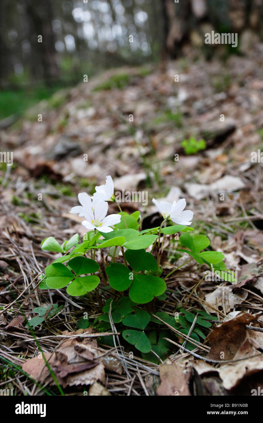 A group of Wood sorrel (Oxalis acetosella). The forest can be seen in ...