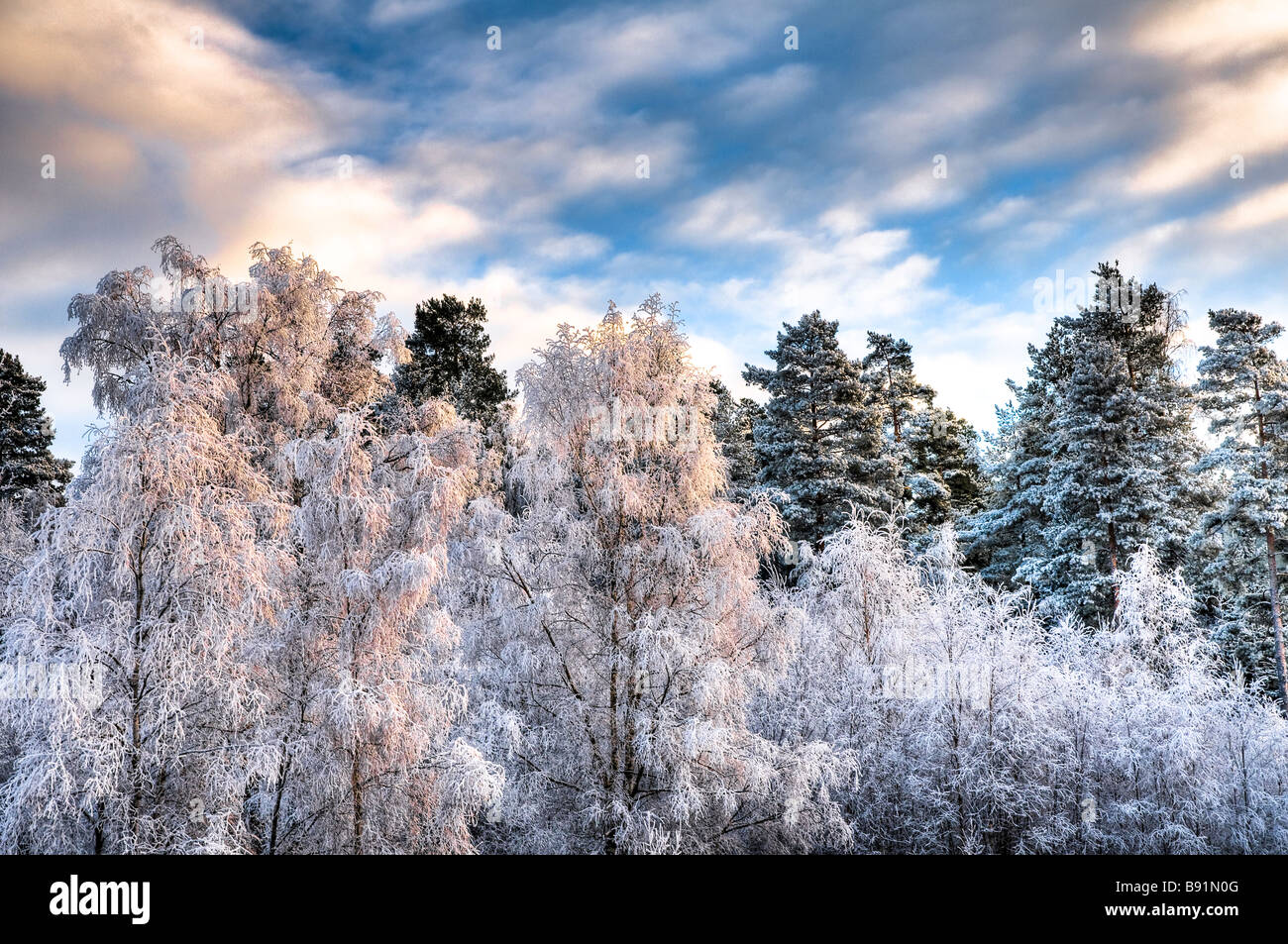 Lots of frost covering the trees after many days of very cold weather ...