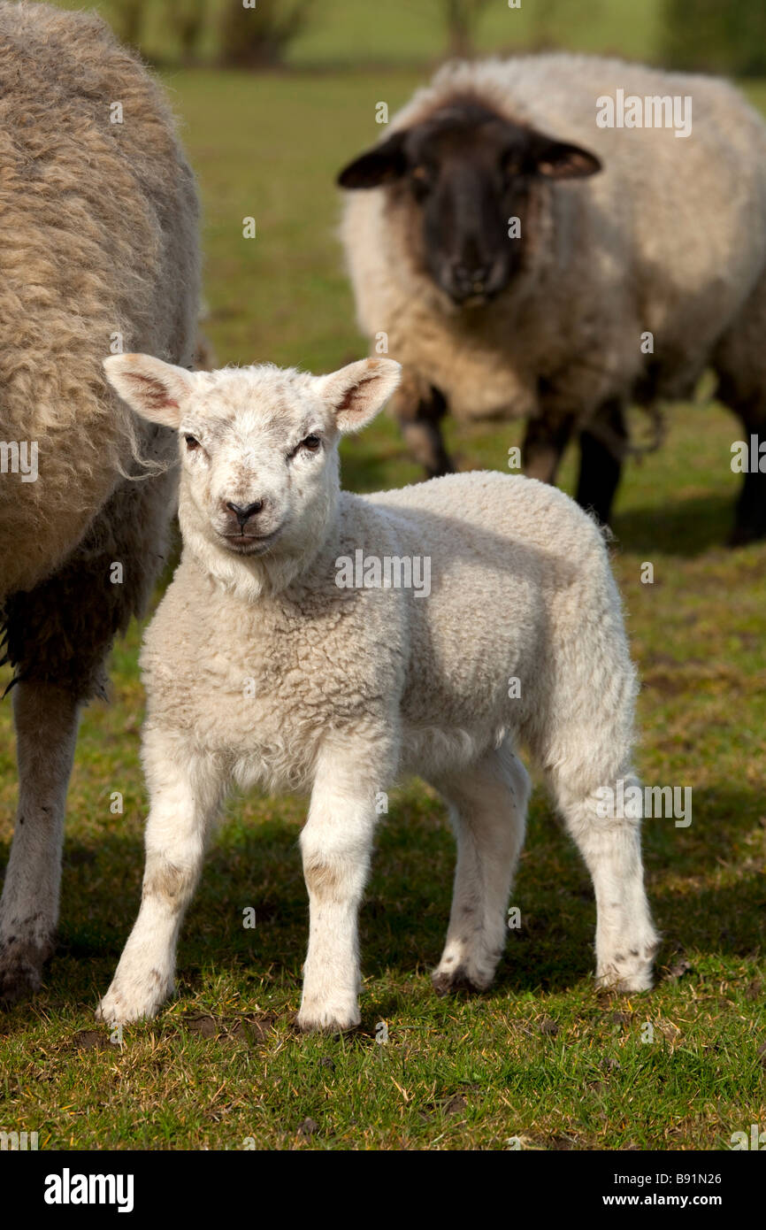 Lamb with sheep in Spring Stock Photo - Alamy