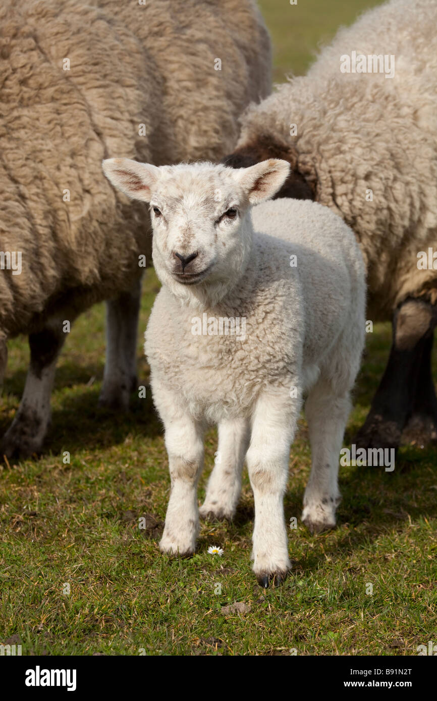 Lamb in Spring Stock Photo - Alamy