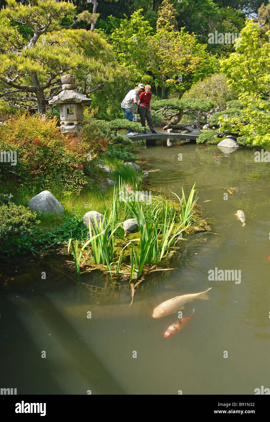 Koi fish japanese garden hi-res stock photography and images - Alamy