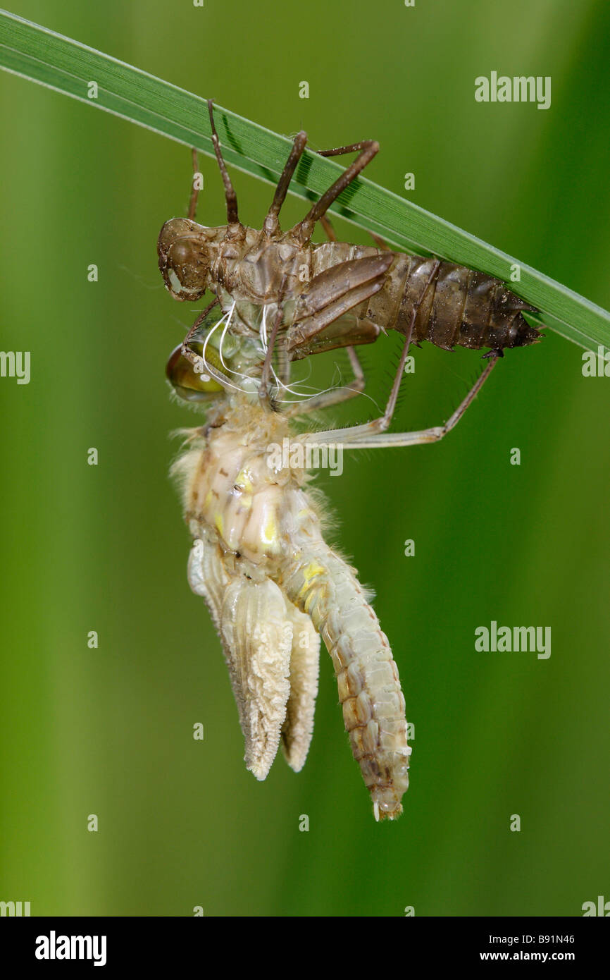 A dragonfly of the genus Sympetrum emerging from its larval exuvia ...