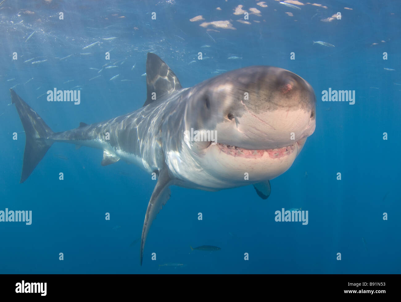 Lamnidae hi-res stock photography and images - Alamy