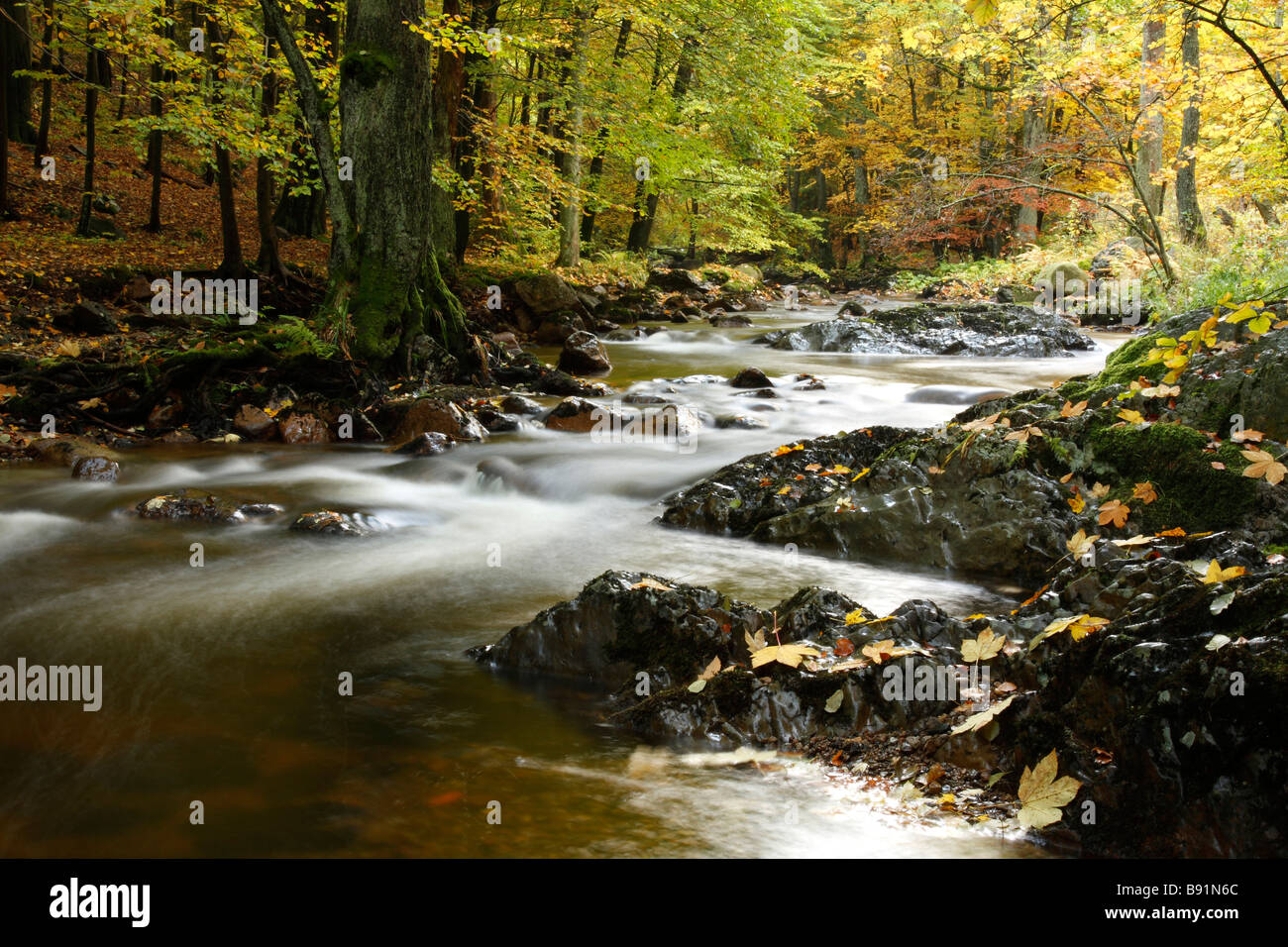 small river in the forest Stock Photo - Alamy
