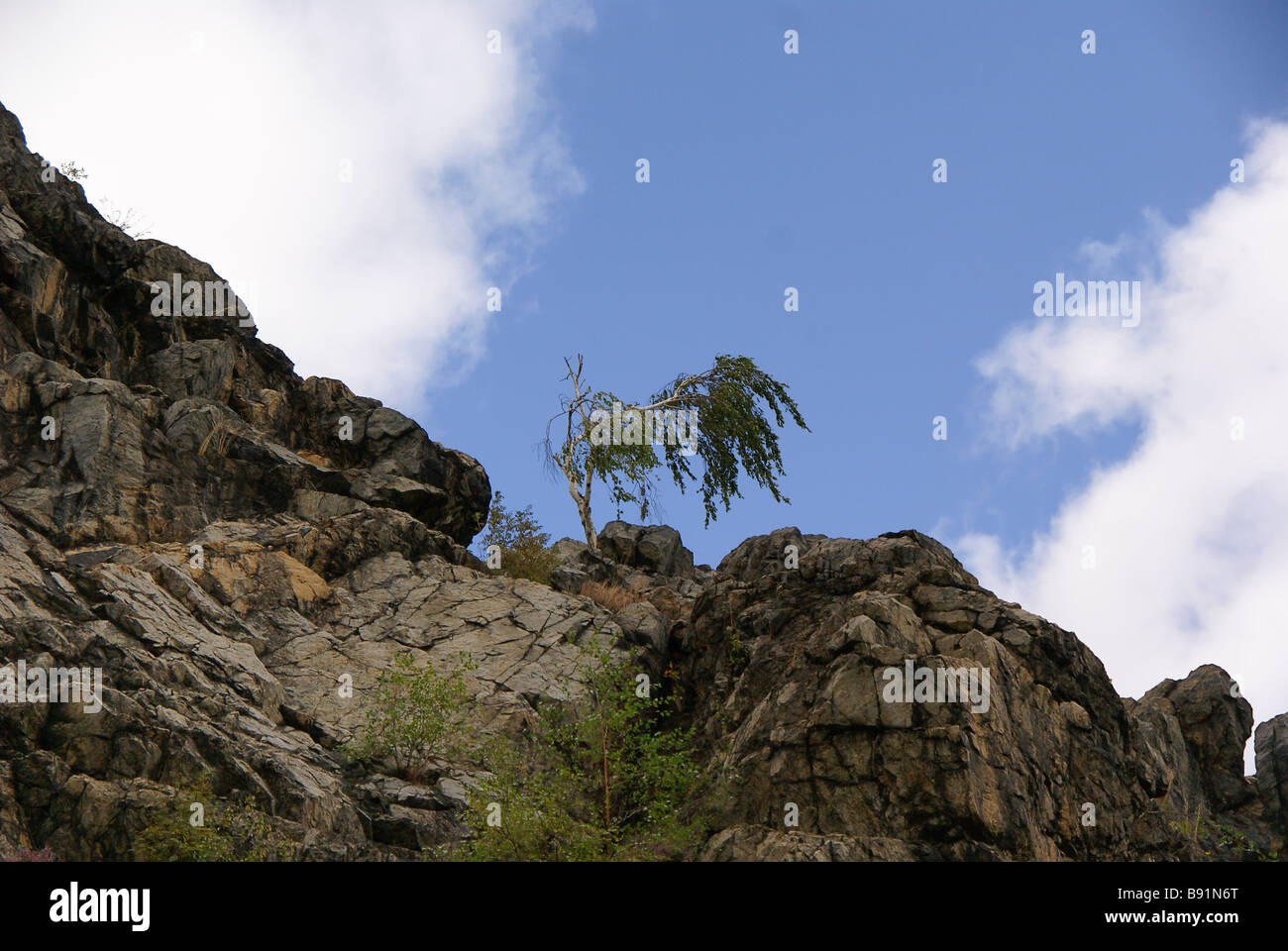 Tree growing rock cliff hi-res stock photography and images - Alamy