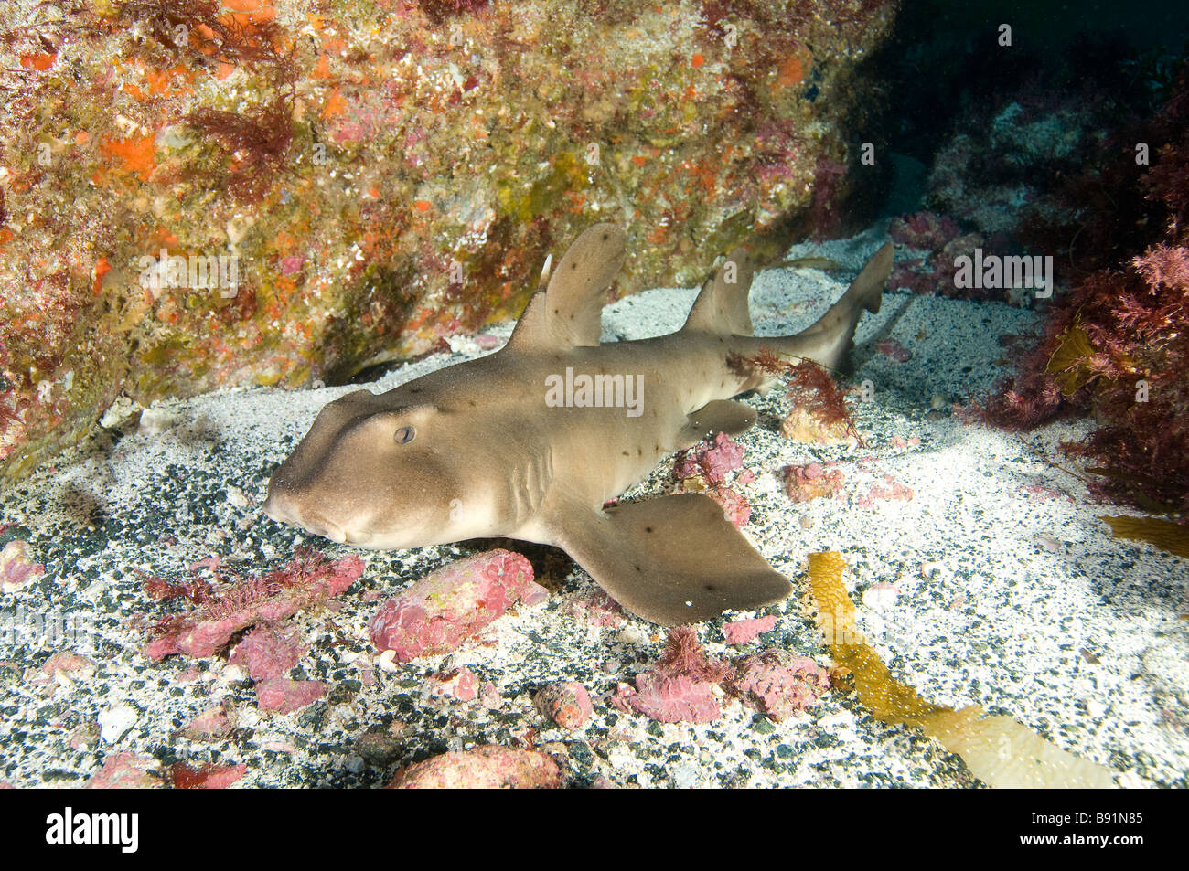 California horn shark hi-res stock photography and images - Alamy