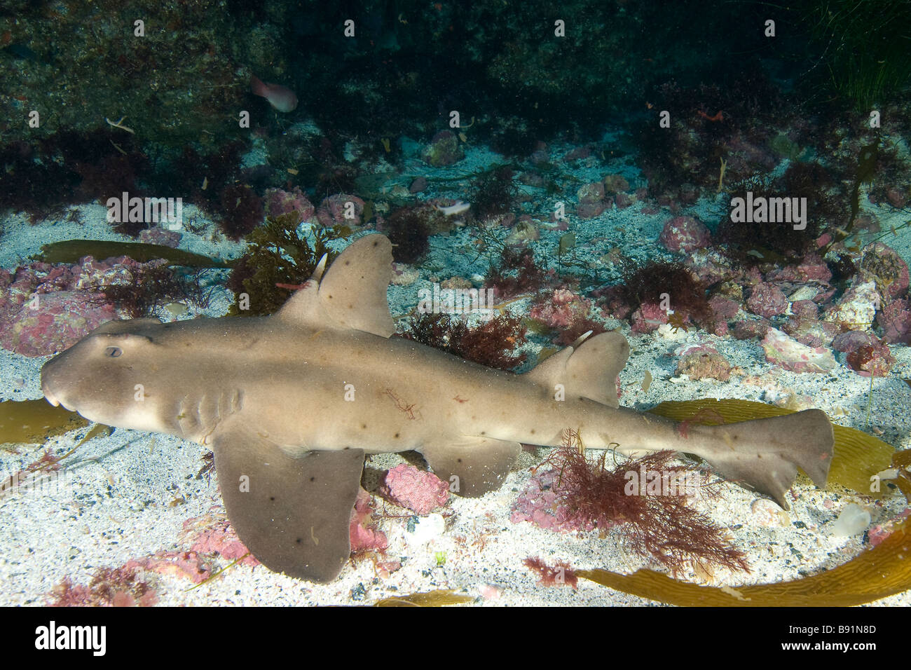 Horn Shark Heterodontus francisci San Benito Island Baja California ...