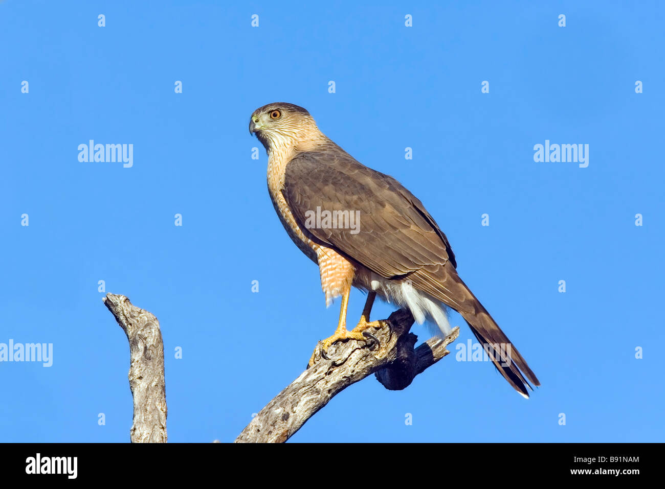 Birdwatcher hawk hi-res stock photography and images - Alamy