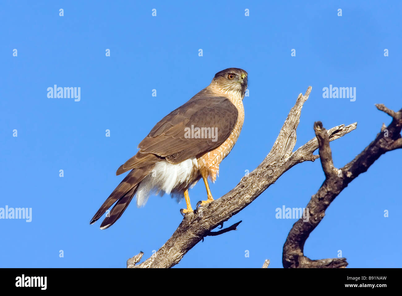 Hawk hi-res stock photography and images - Alamy