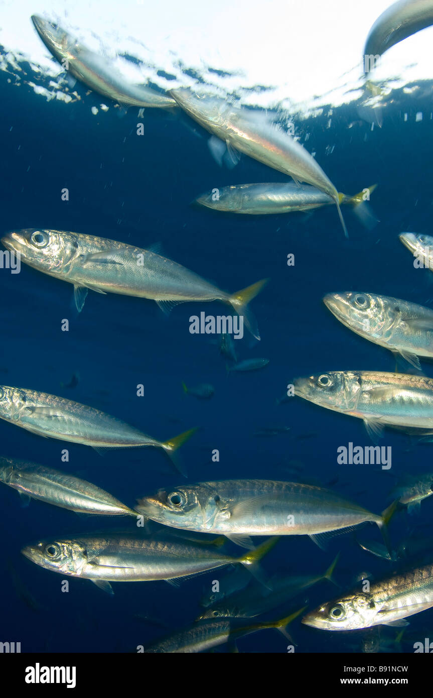 Pacific Jack Mackeral Trachurus symmetricus Guadalupe Island Baja ...