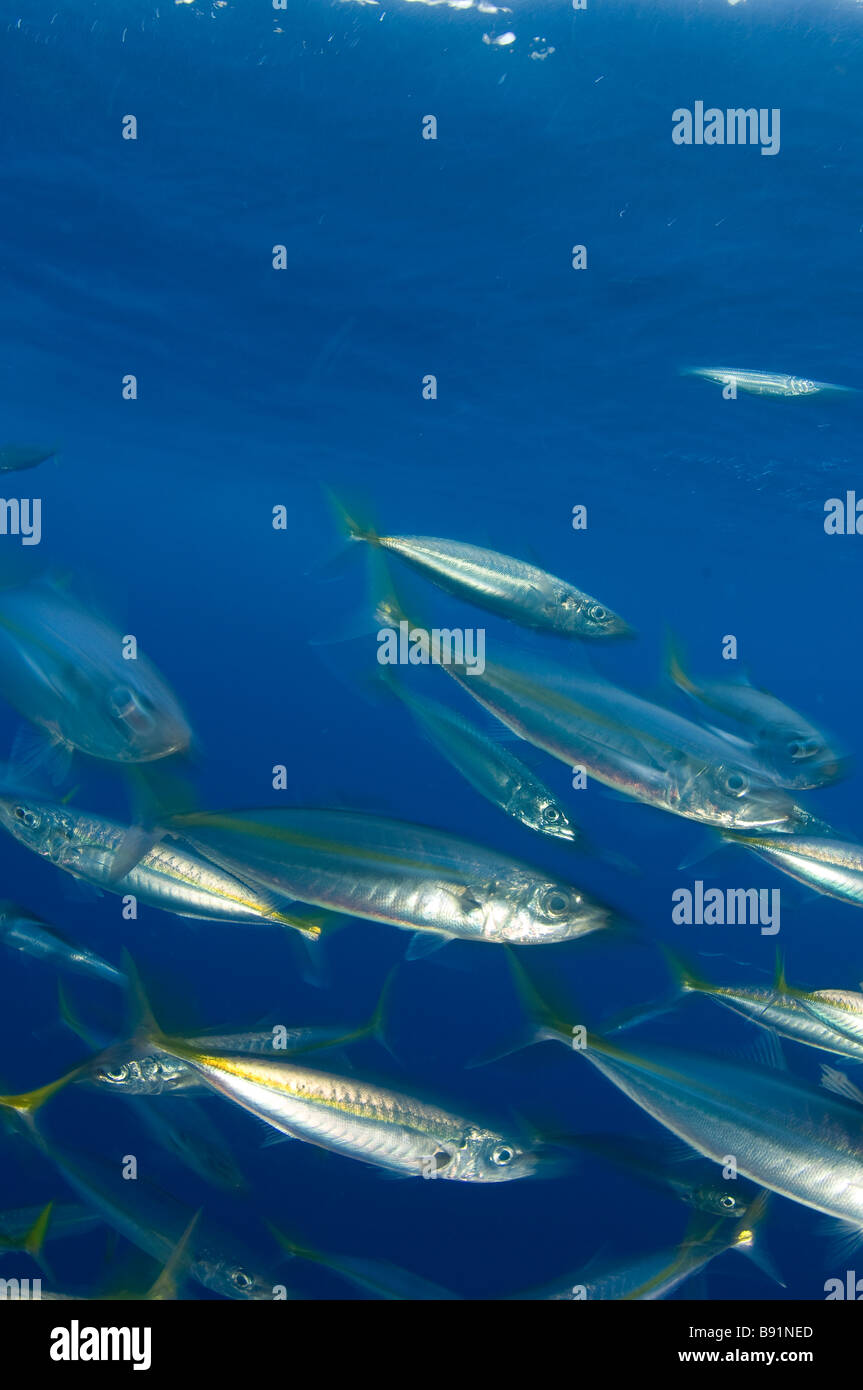 Trachurus symmetricus hi-res stock photography and images - Alamy