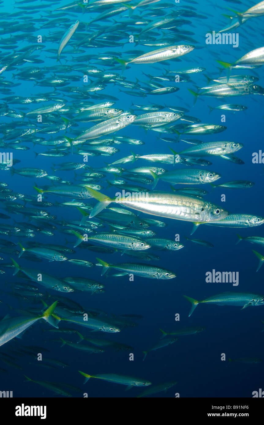 Pacific Jack Mackeral Trachurus symmetricus Guadalupe Island Baja ...