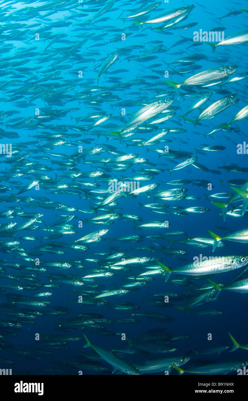Pacific Jack Mackeral Trachurus symmetricus Guadalupe Island Baja ...