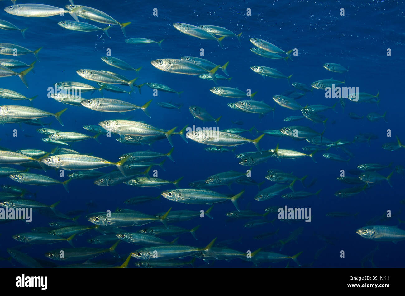 Pacific Jack Mackeral Trachurus symmetricus Guadalupe Island Baja ...