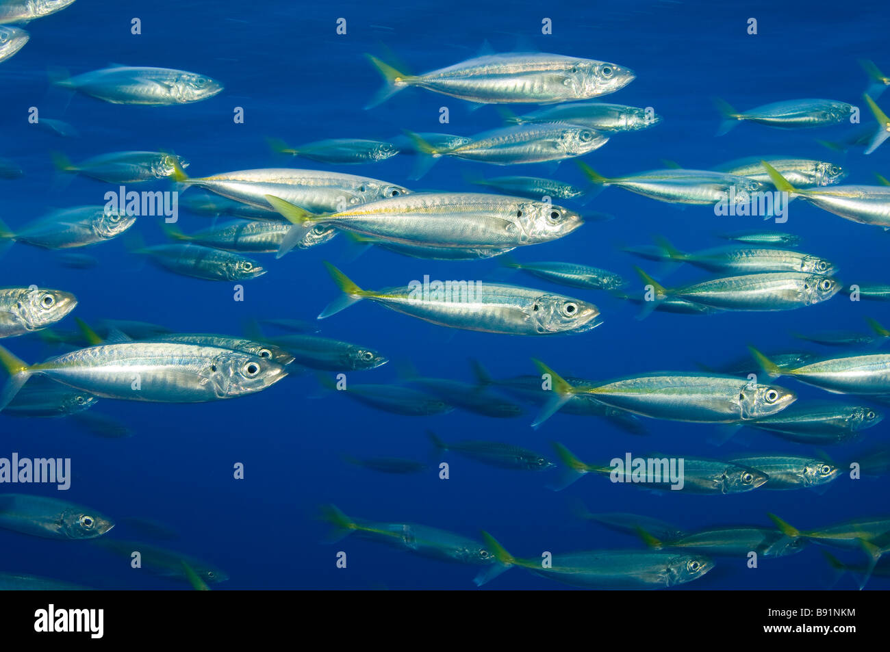 Pacific Jack Mackeral Trachurus symmetricus Guadalupe Island Baja ...