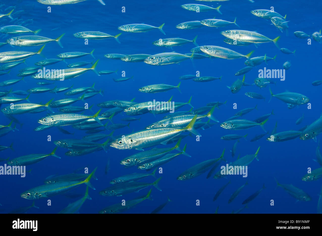 Algae pacific ocean hi-res stock photography and images - Alamy