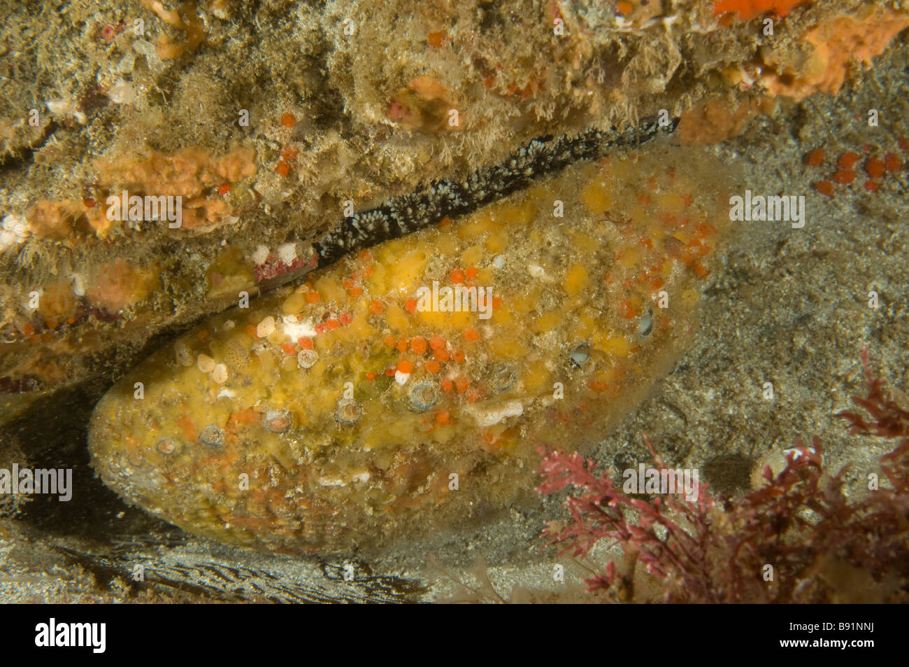 Pink Abalone Species