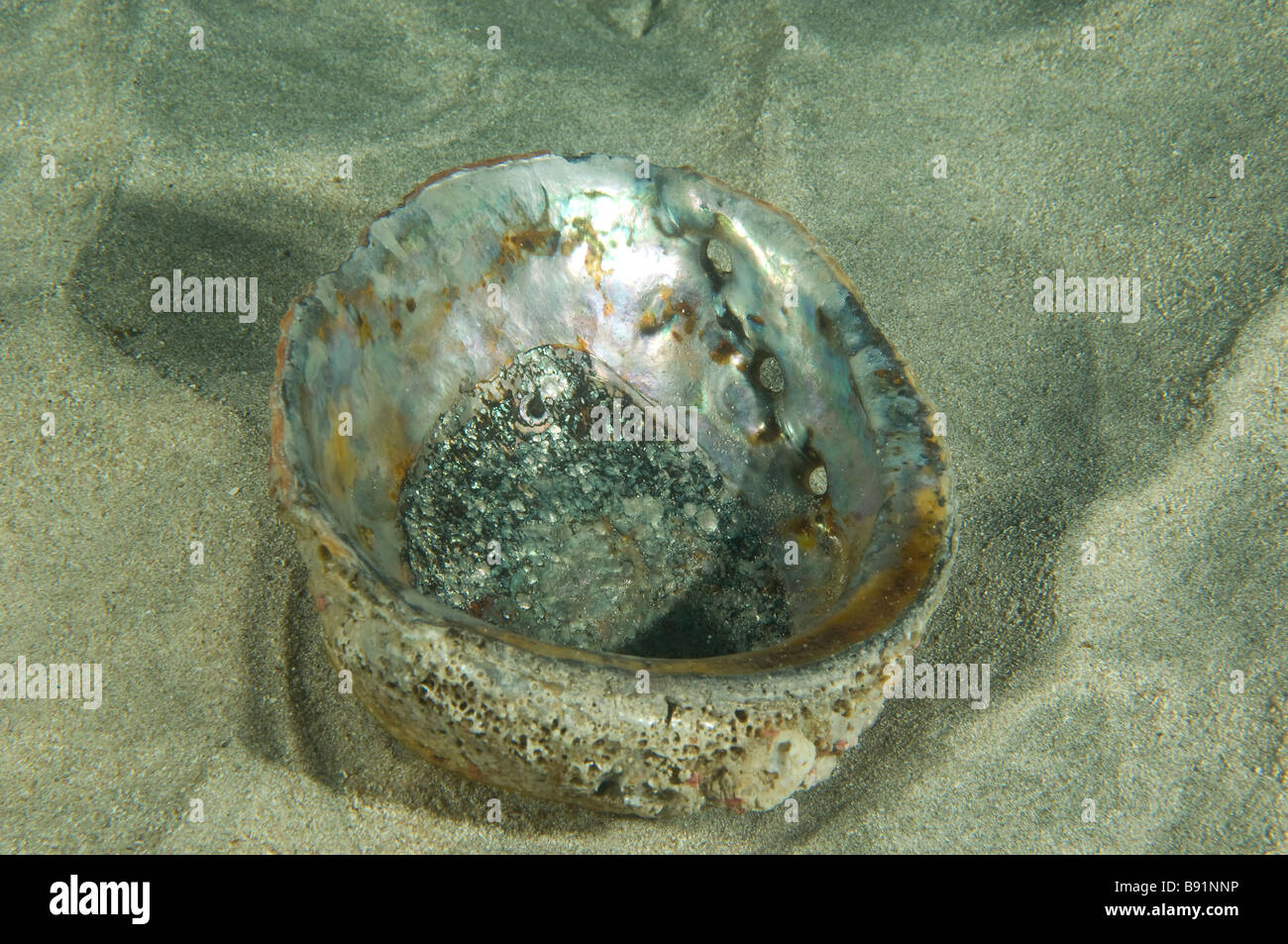 Sea shell underwater hi-res stock photography and images - Alamy