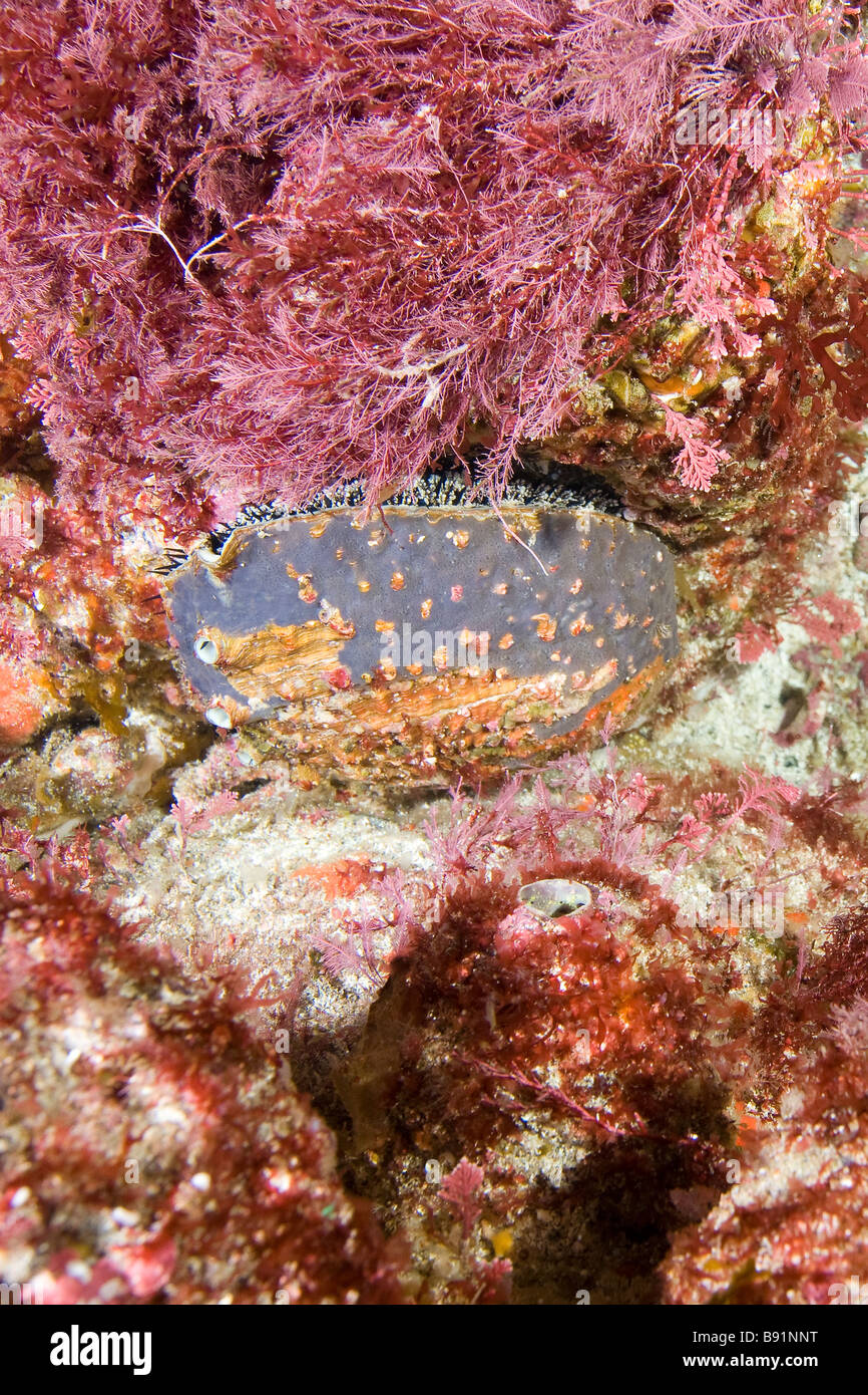 Pink Abalone Species